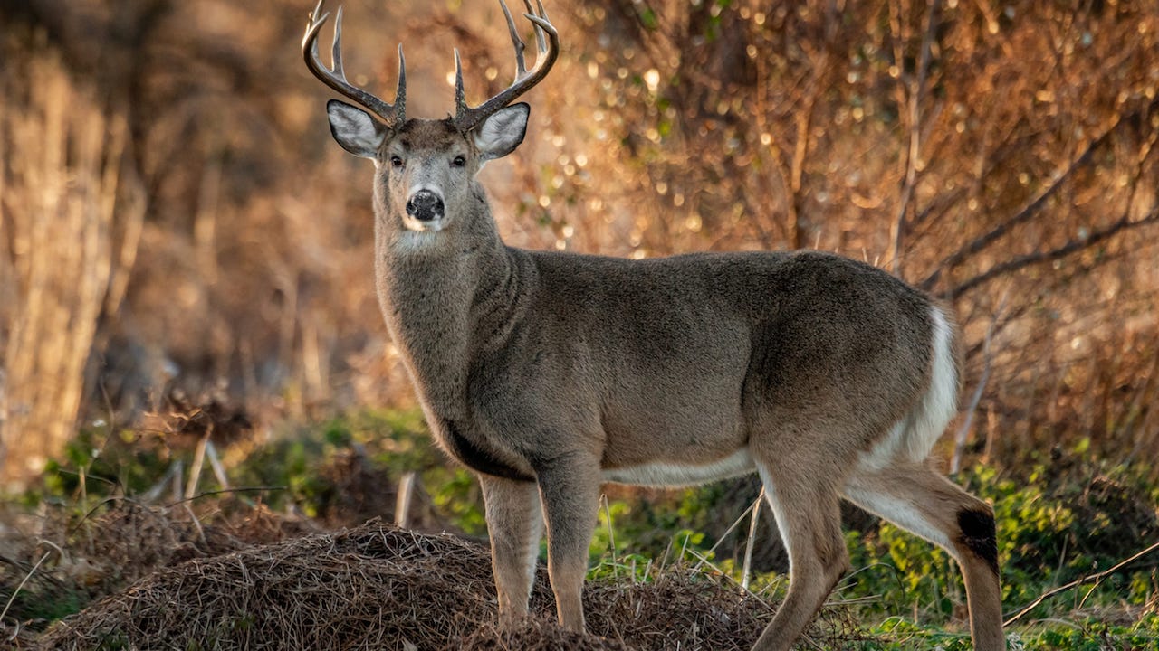Venado mata a un cazador que le acababa de disparar