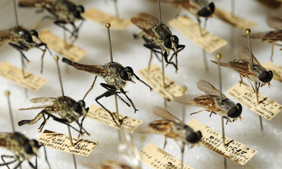 ¿En verdad Google planea acabar con los mosquitos?