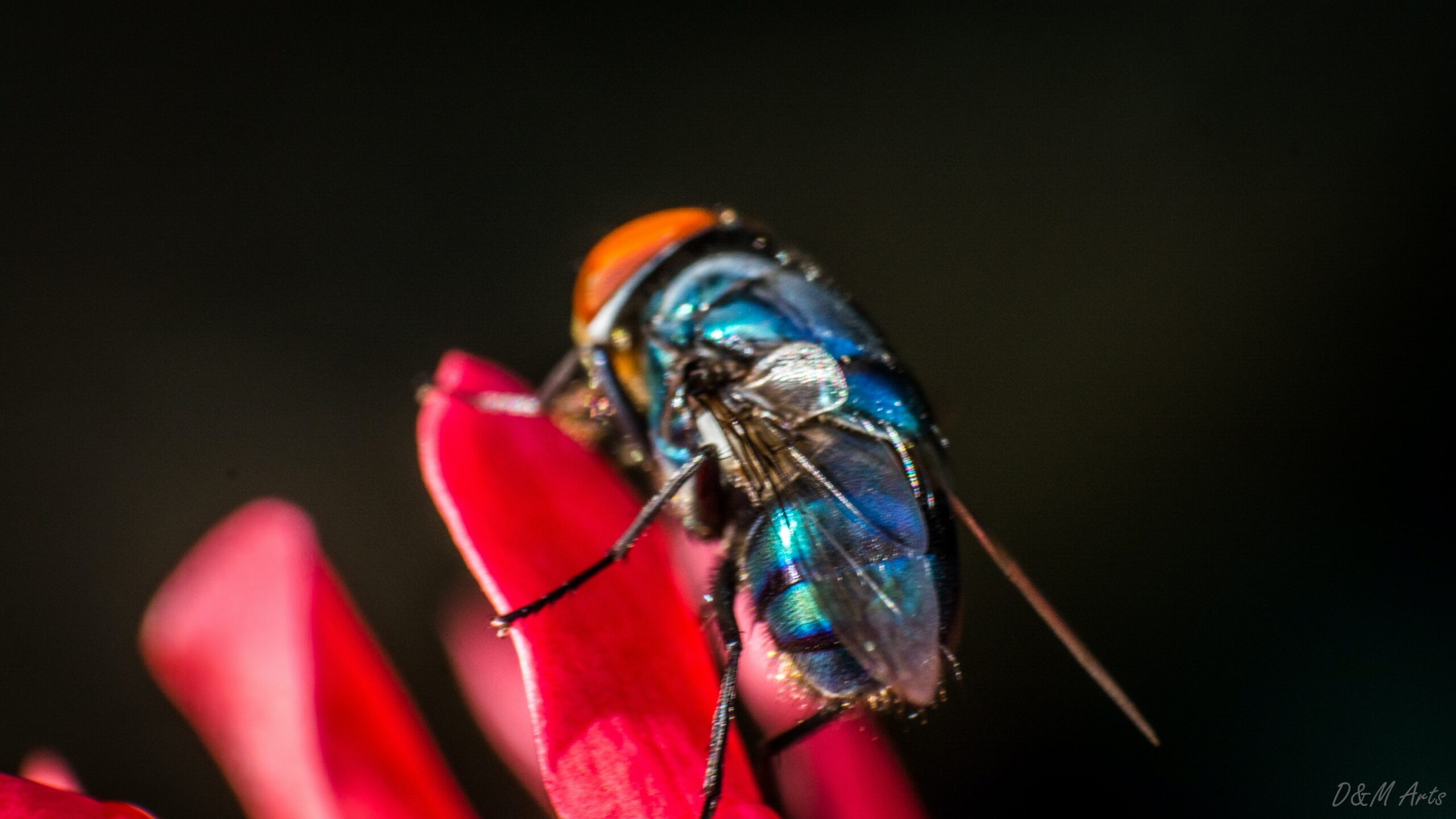 Encuentran abejas azules que se creían extintas en EU