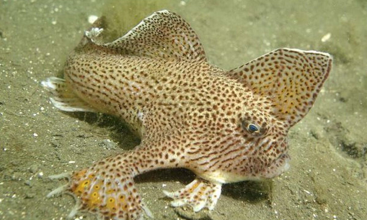 El pez mano liso fue declarado extinto en Tasmania