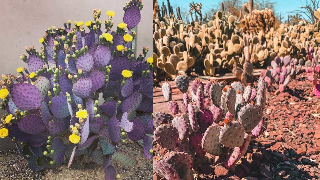 ¿Por qué hay nopales morados y que tiene que ver la sequía? - Plumas ...