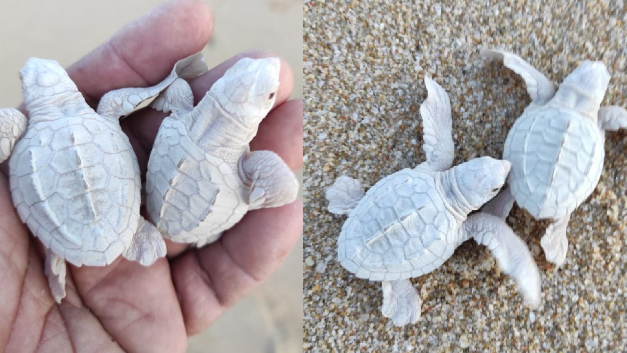 En Los Cabos nacieron dos tortugas albinas de un total de 109 crías
