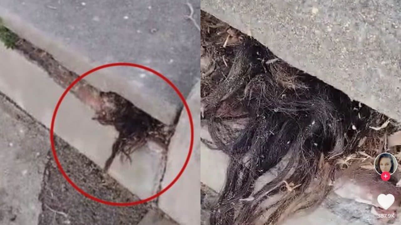 Video muestra pelo humano saliendo de una tumba y se vuelve viral ...