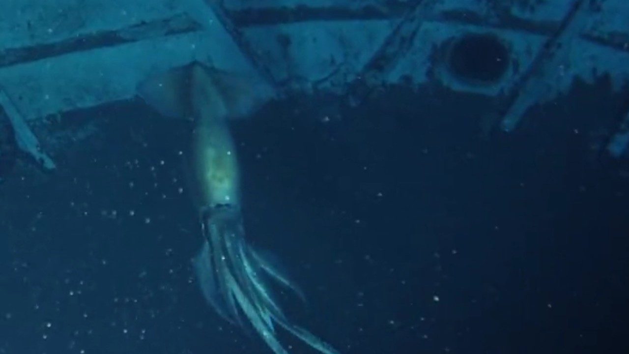 Video: Captan a calamar volador gigante en el Mar Rojo