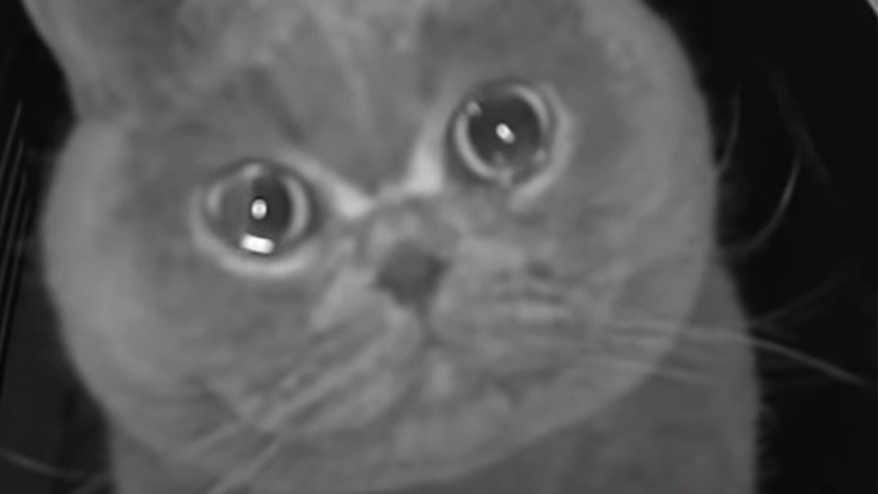 Gato llora al quedarse solo en casa y escuchar la voz de su dueña