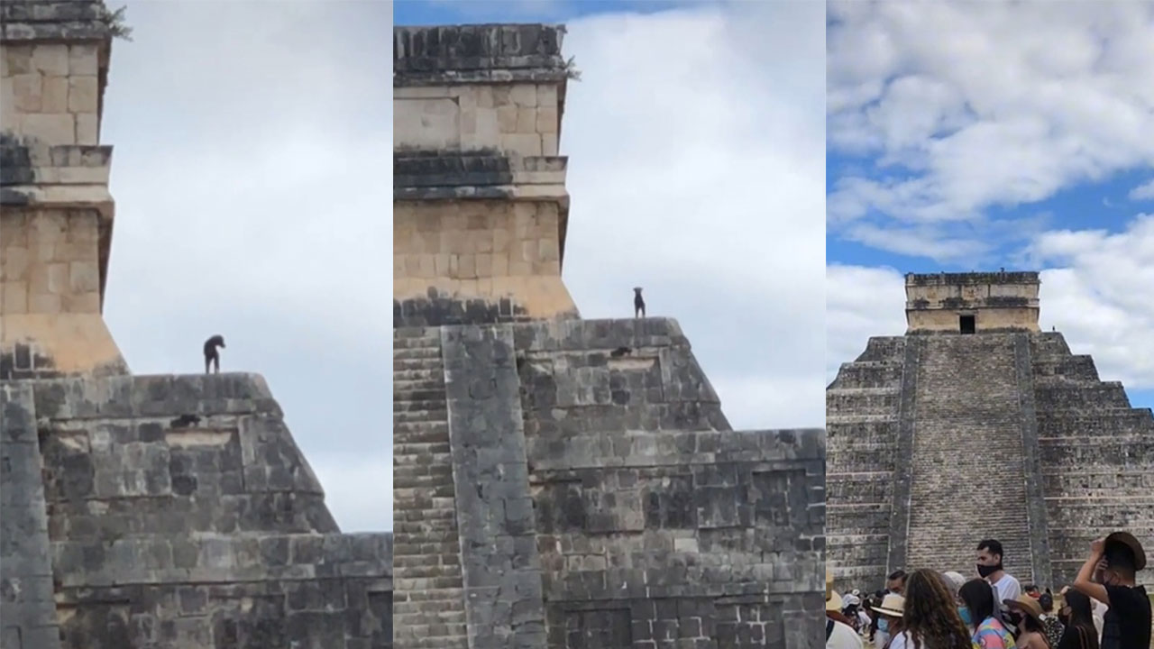Captan a perrito subir hasta la punta de la pirámide en Chichén Itzá