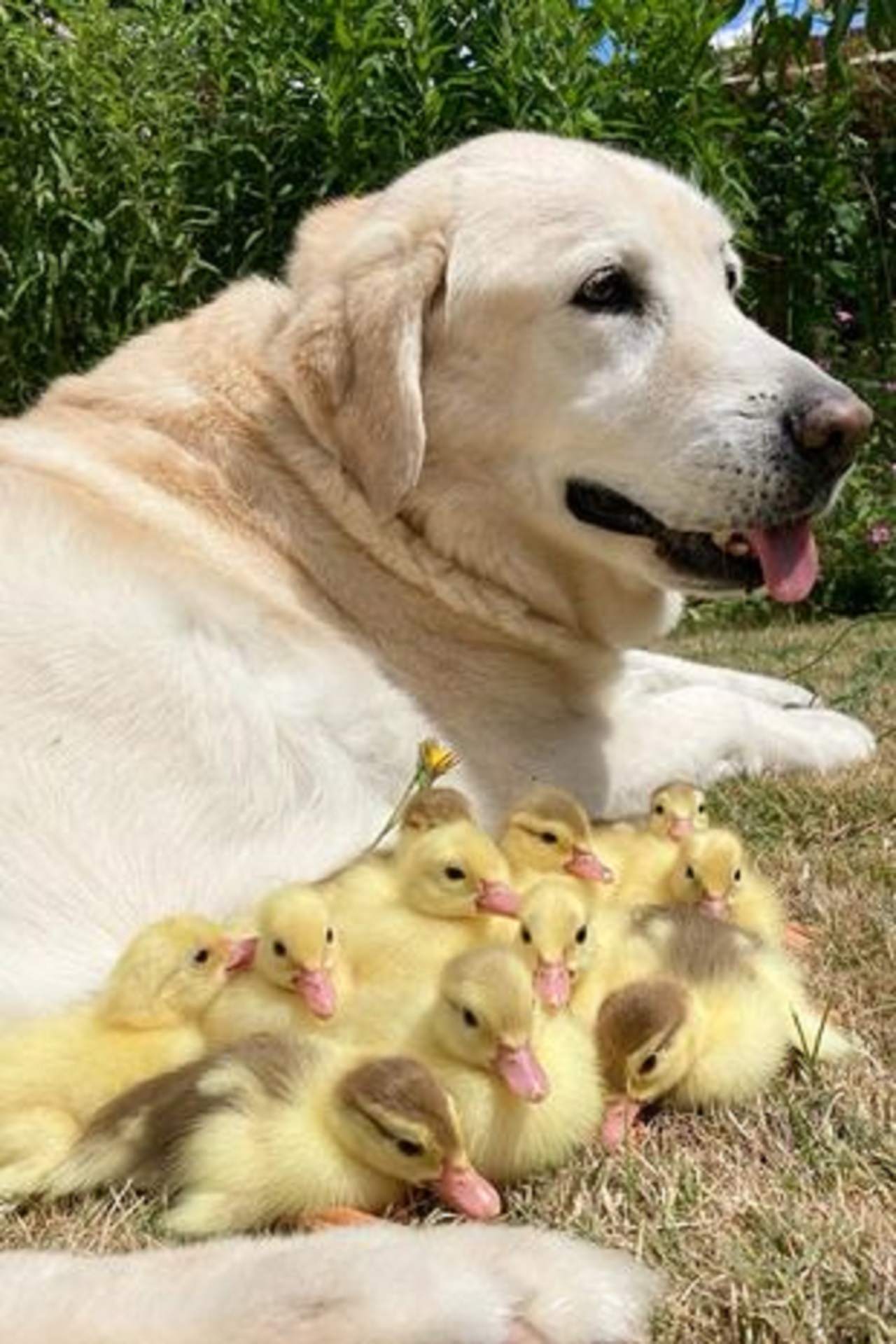 Adorable perrito adopta a 15 patitos que quedaron huérfanos cuando su ...