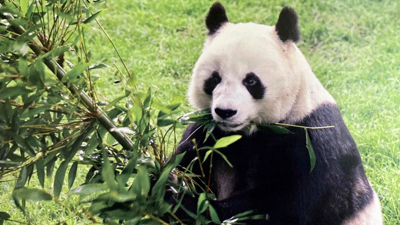 ¿Quién era Shuan Shuan? La panda gigante que murió en el Zoológico de ...