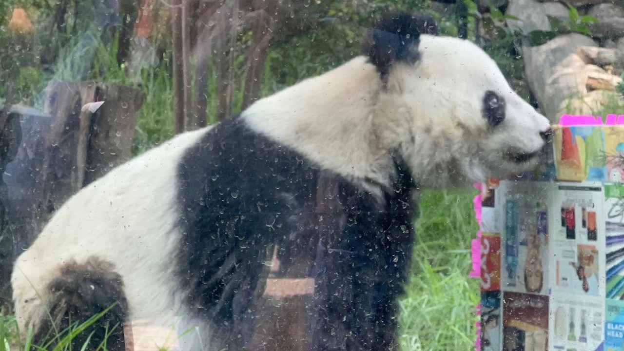 ¿Quién era Shuan Shuan? La panda gigante que murió en el Zoológico de ...