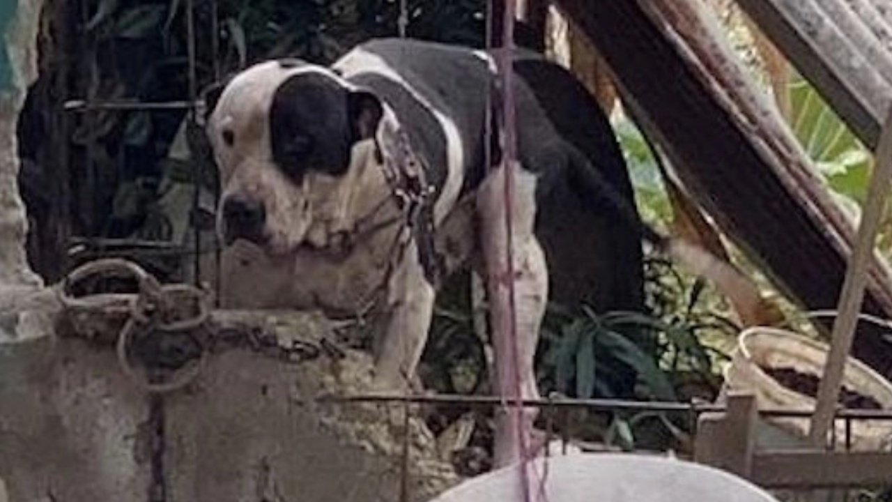 ¡Se salva! Pitbull que atacó a un ladrón no será sacrificado - Plumas ...