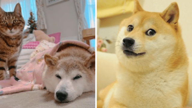 Kabosu, lomito que inspiró el 'meme doge', se recupera tras diagnóstico ...