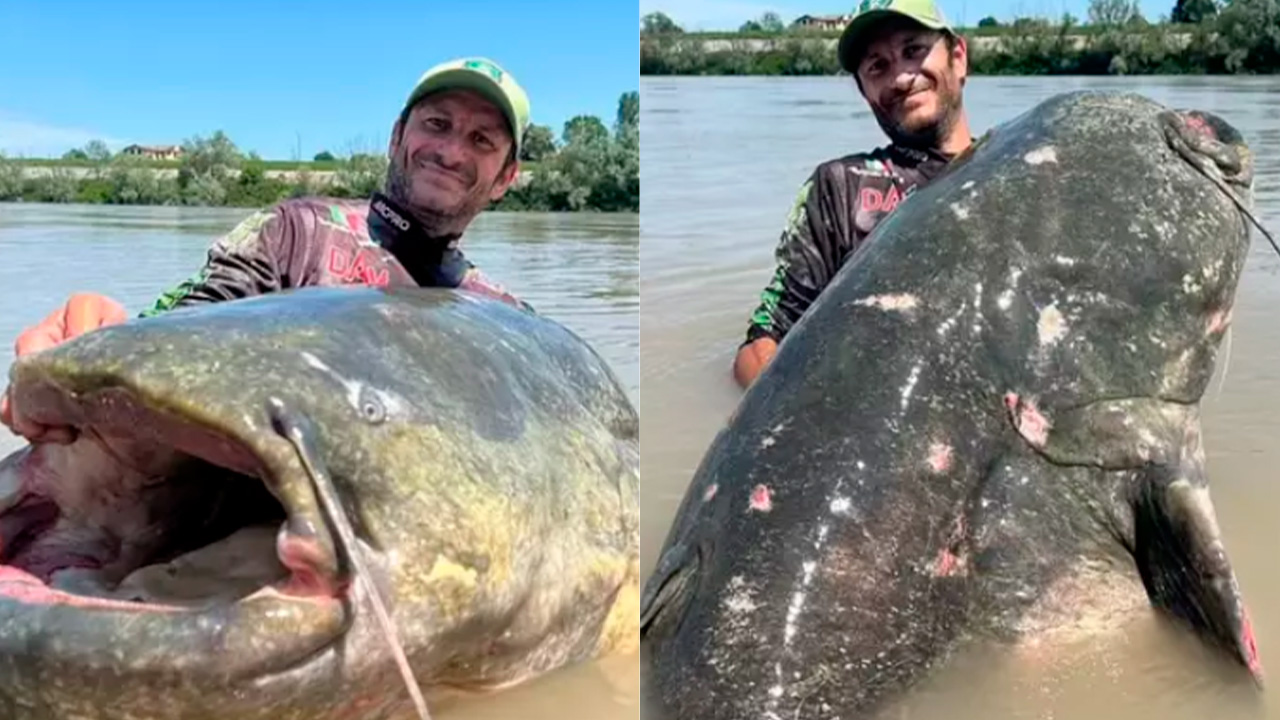 Bagre "Monstruo" aterroriza a pescadores, podría romper un récord ...