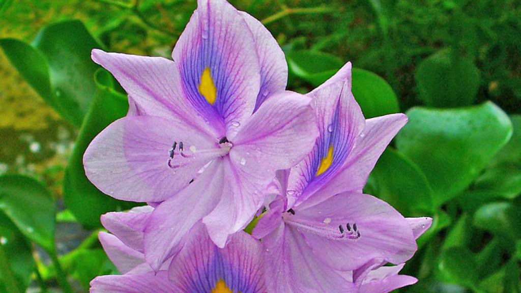 ¿Qué es un buchón en Colombia? - Plumas Atómicas